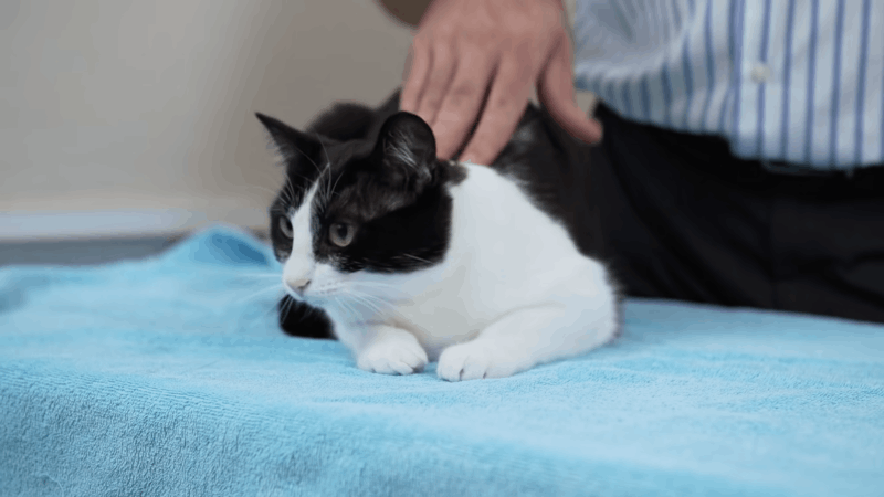 How To Calm An Anxious Cat? Tips To Calm Your Cat How To Calm An Anxious Cat? Tips To Calm Your Cat