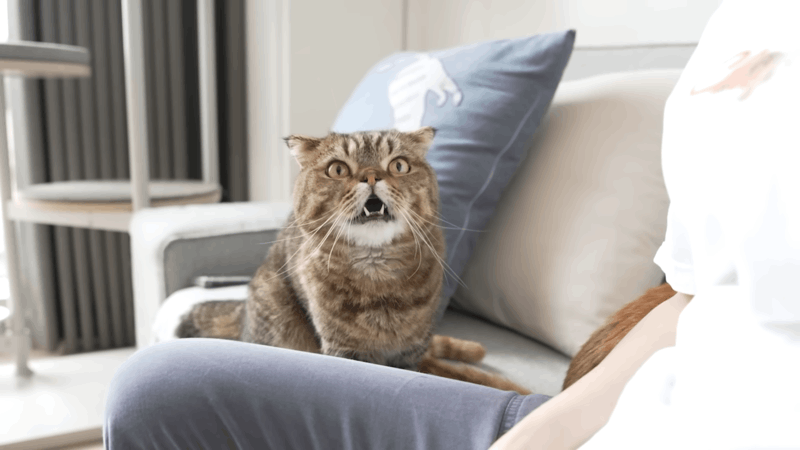 Can Cats See Colors The Visual World Of Feline Friends Can Cats See Colors The Visual World Of Feline Friends